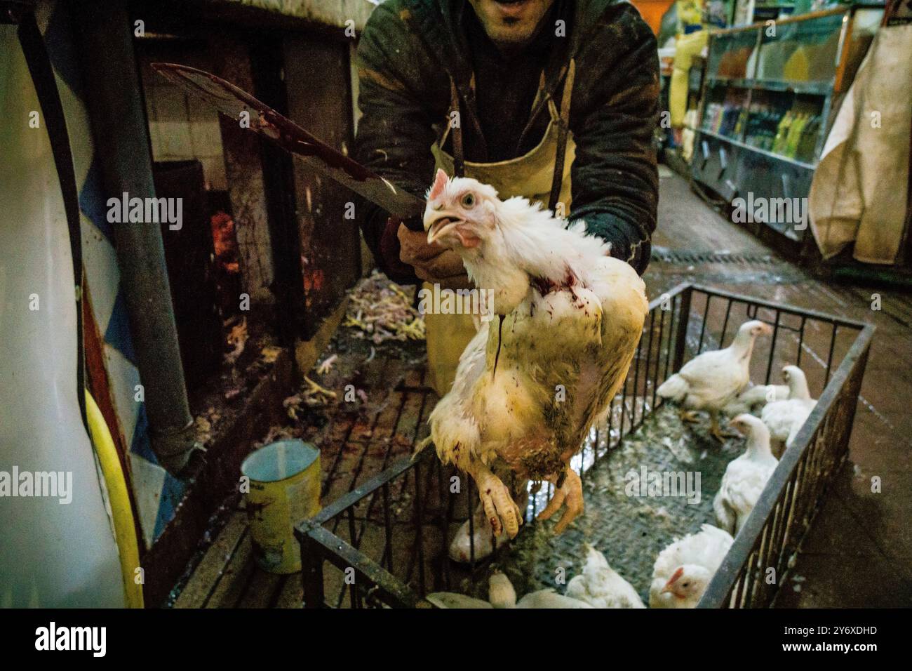 Killing of chickens, souk of Marrakech, Morocco, north of Africa ...
