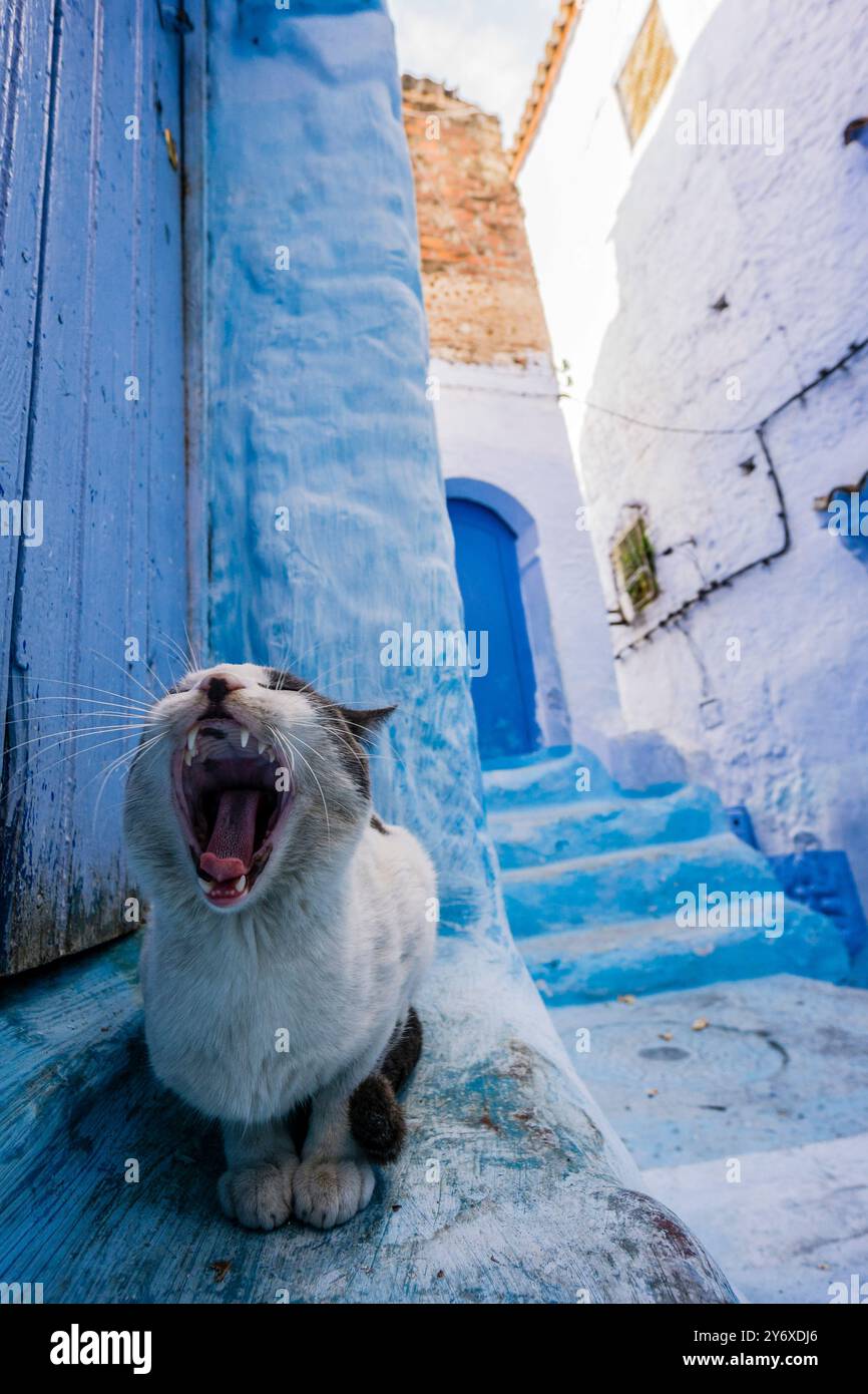 cat in a blue alley, Chefchauen, -Chauen-, Morocco, north of Africa ...
