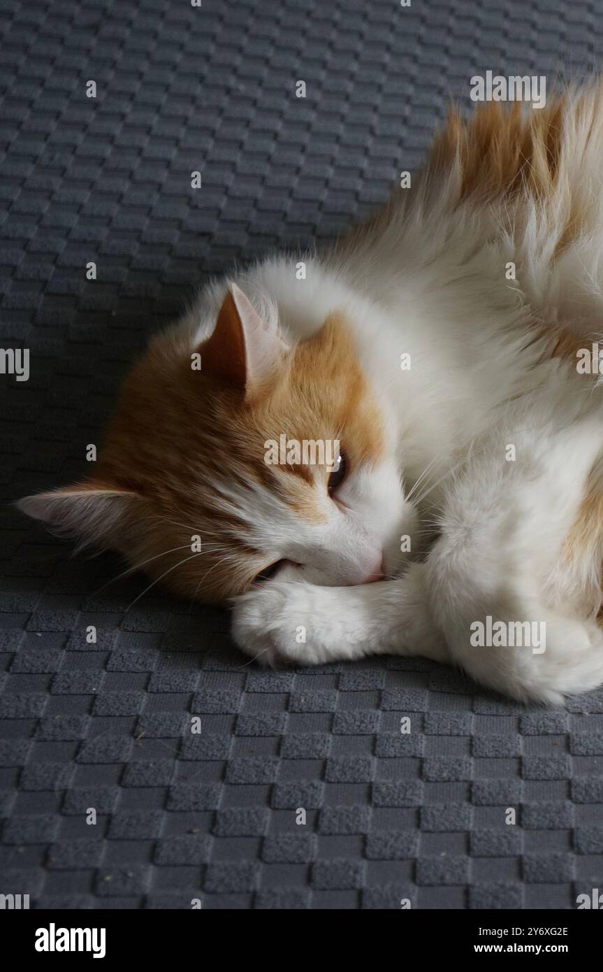 Orange cat sleeping Stock Photo - Alamy