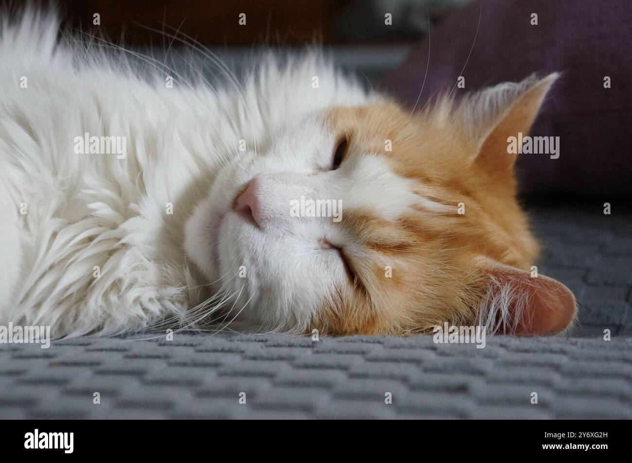 Orange cat sleeping Stock Photo - Alamy