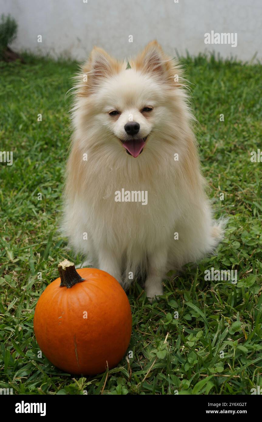 Cute fluffy white pomeranian dog hi-res stock photography and images ...