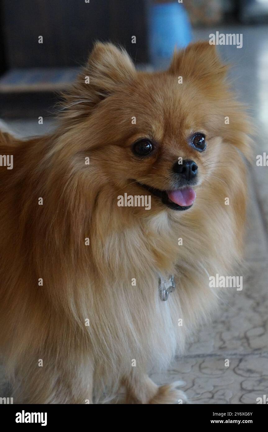 Pomeranian features hi-res stock photography and images - Alamy