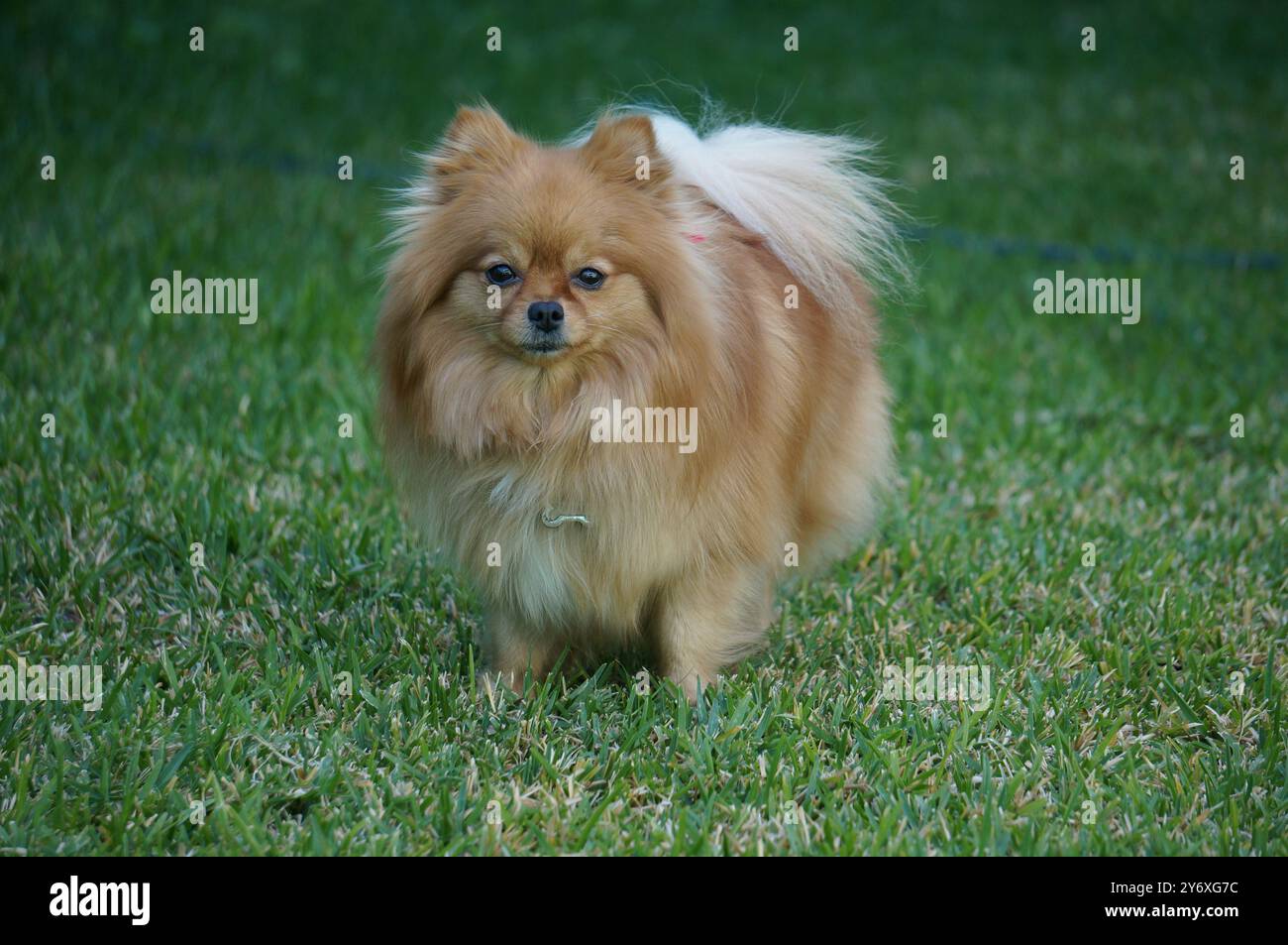 Orange Pomeranian playing outside Stock Photo - Alamy
