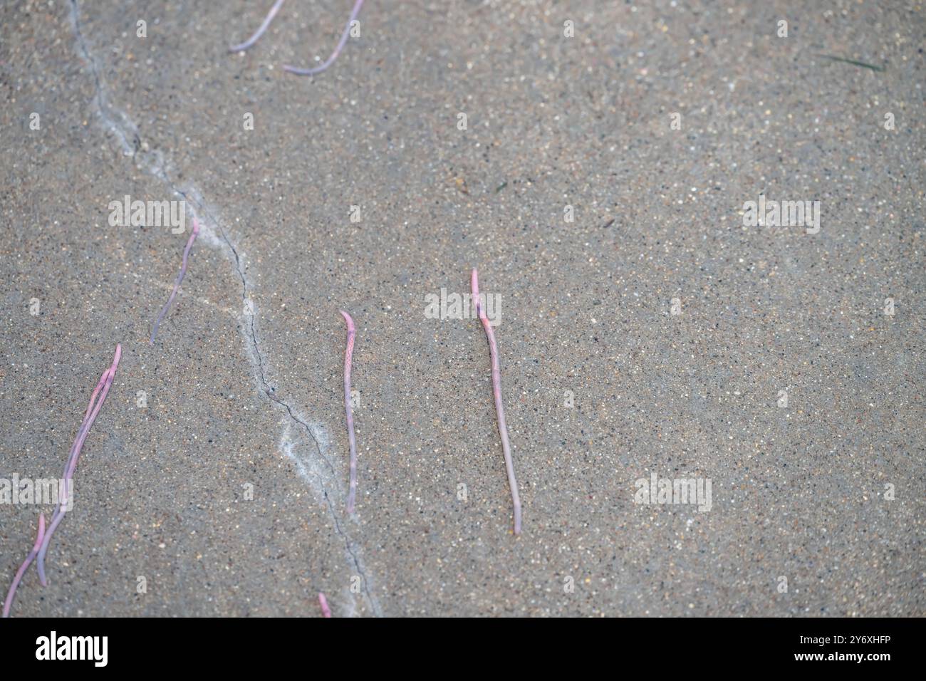 earthworms crawling on cement sidewalks after a heavy rain Stock Photo ...