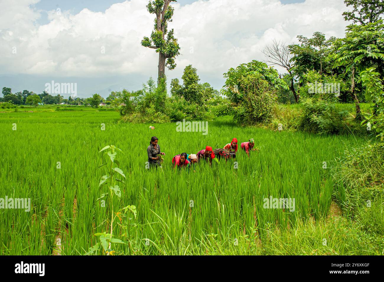08 30 2008 Farming in field at Old Birth place. of Mayadevi the Mother ...