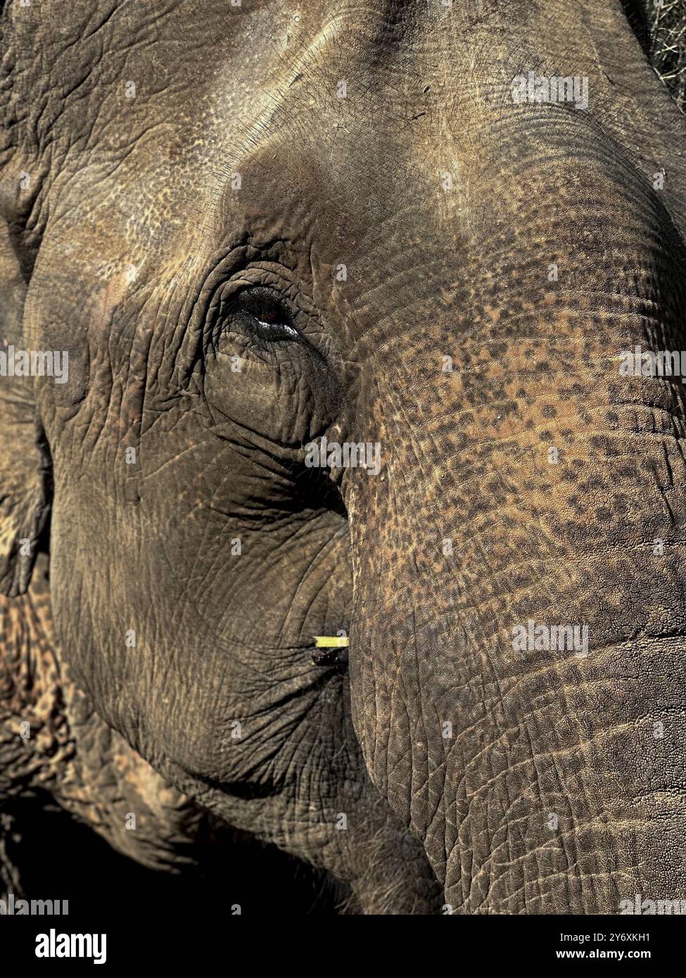 Close-up of an elephant's face showing detailed skin texture and eye in ...
