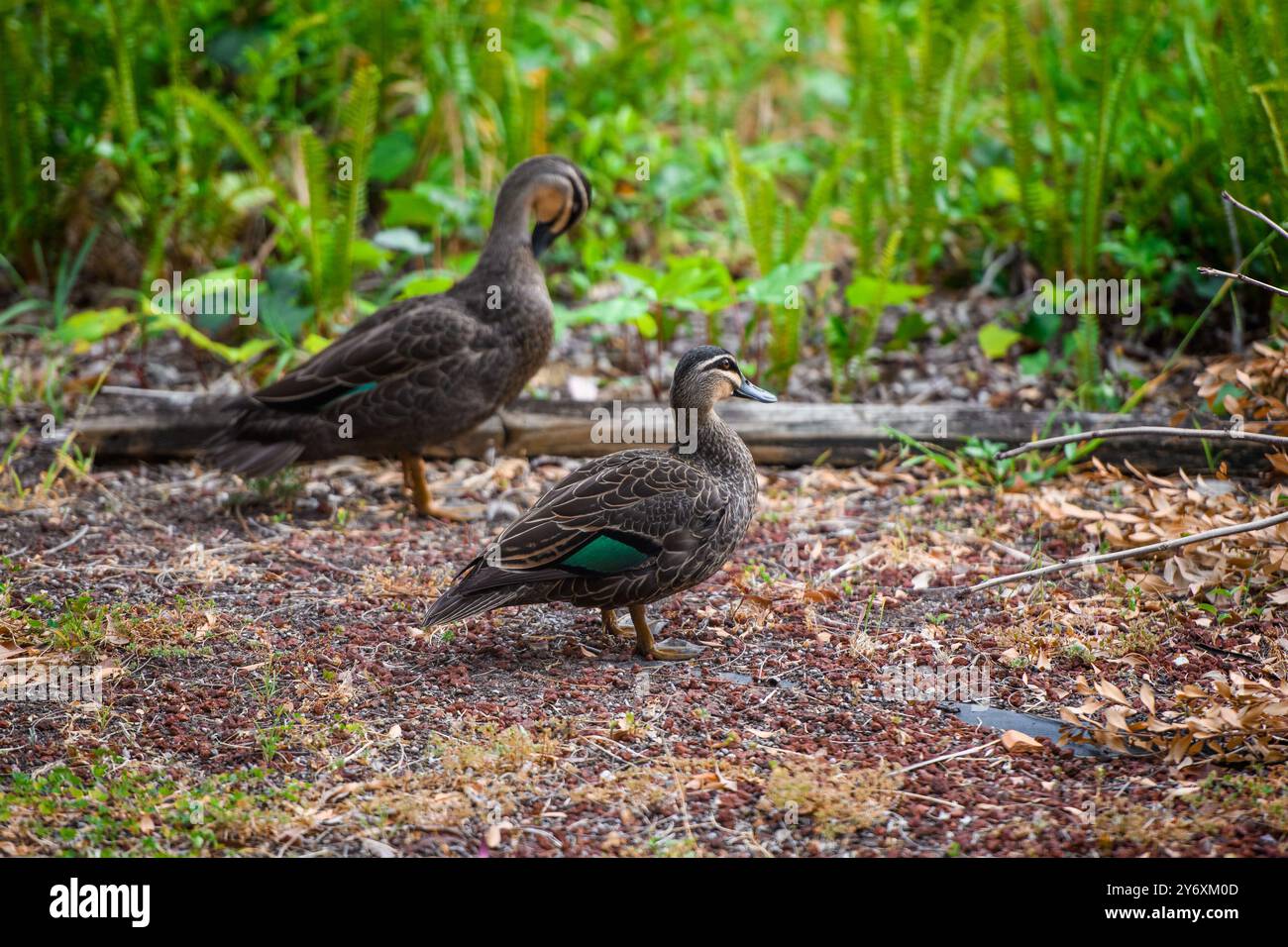 Couple of Australian Pacific Black Ducks standing on red gravel with ...