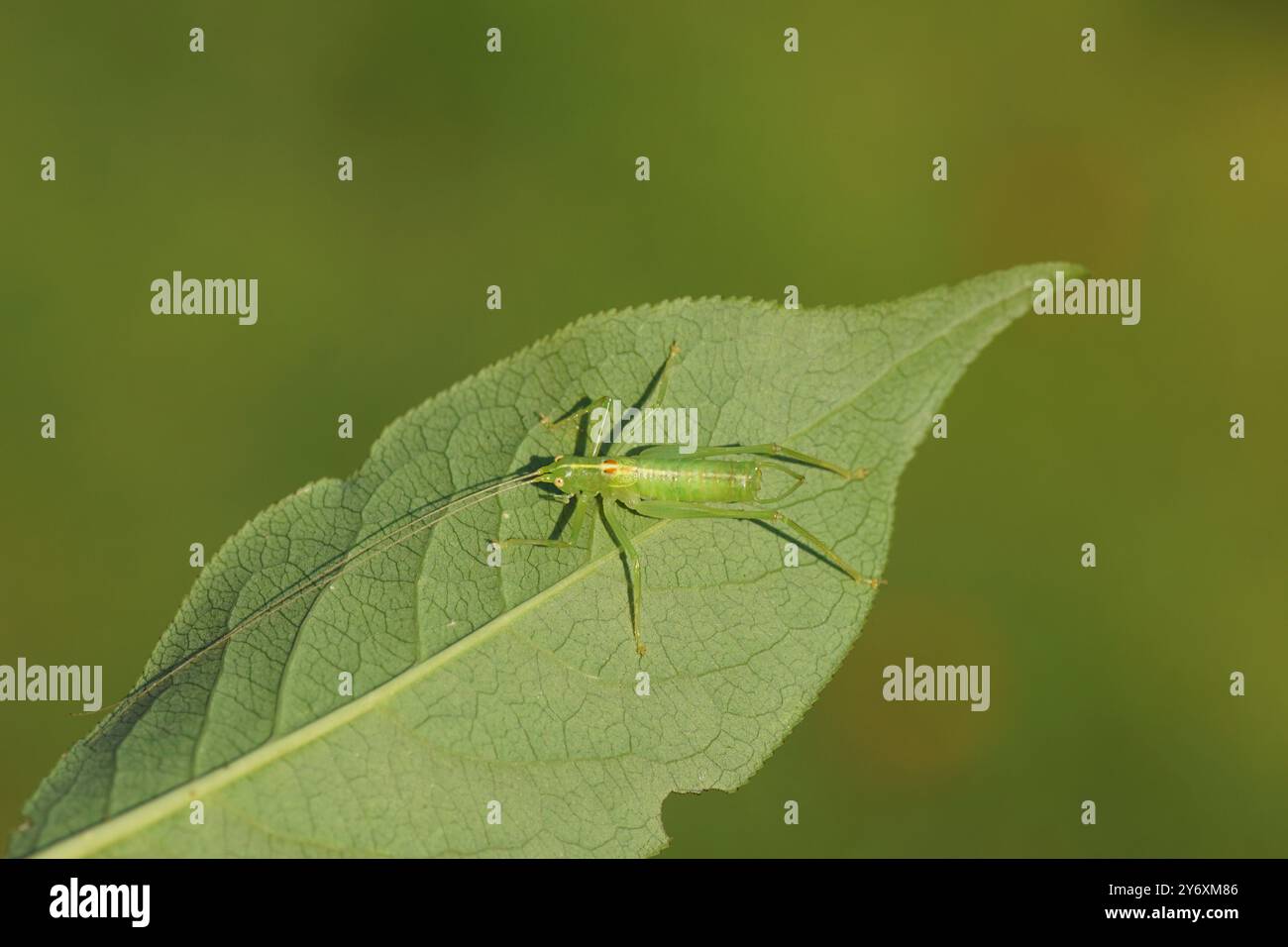 Male Southern oak bush cricket (Meconema meridionale). Subfamily ...