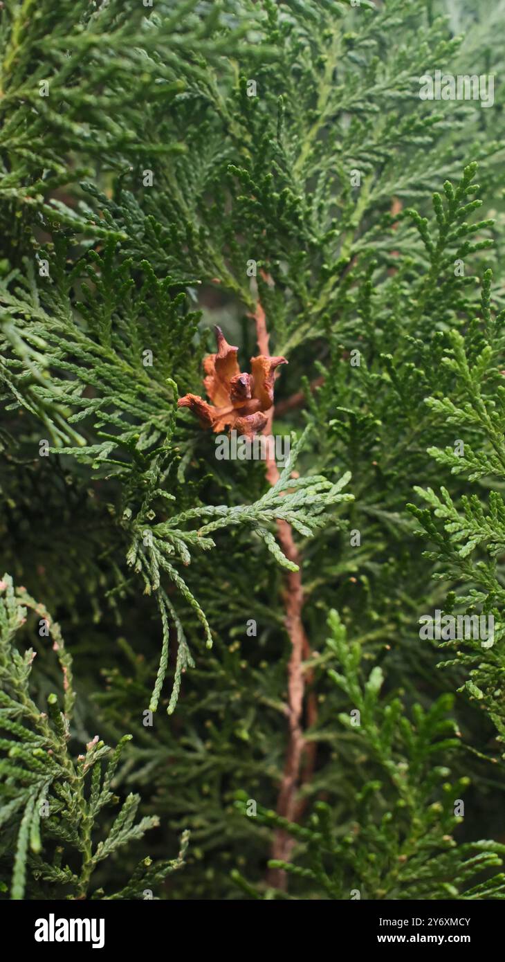 Branch of green thuja, conifer tree, conifer branch, conifer leaves ...