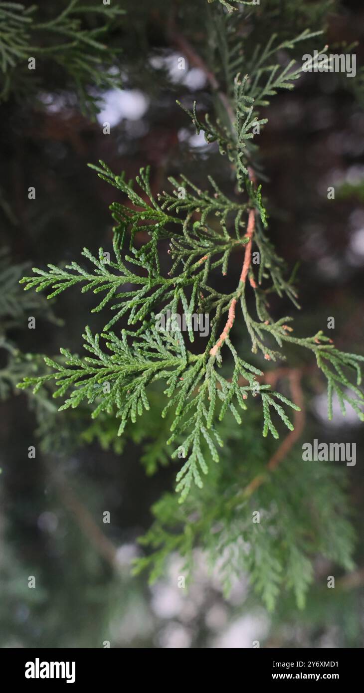 Branch of green thuja, conifer tree, conifer branch, conifer leaves ...