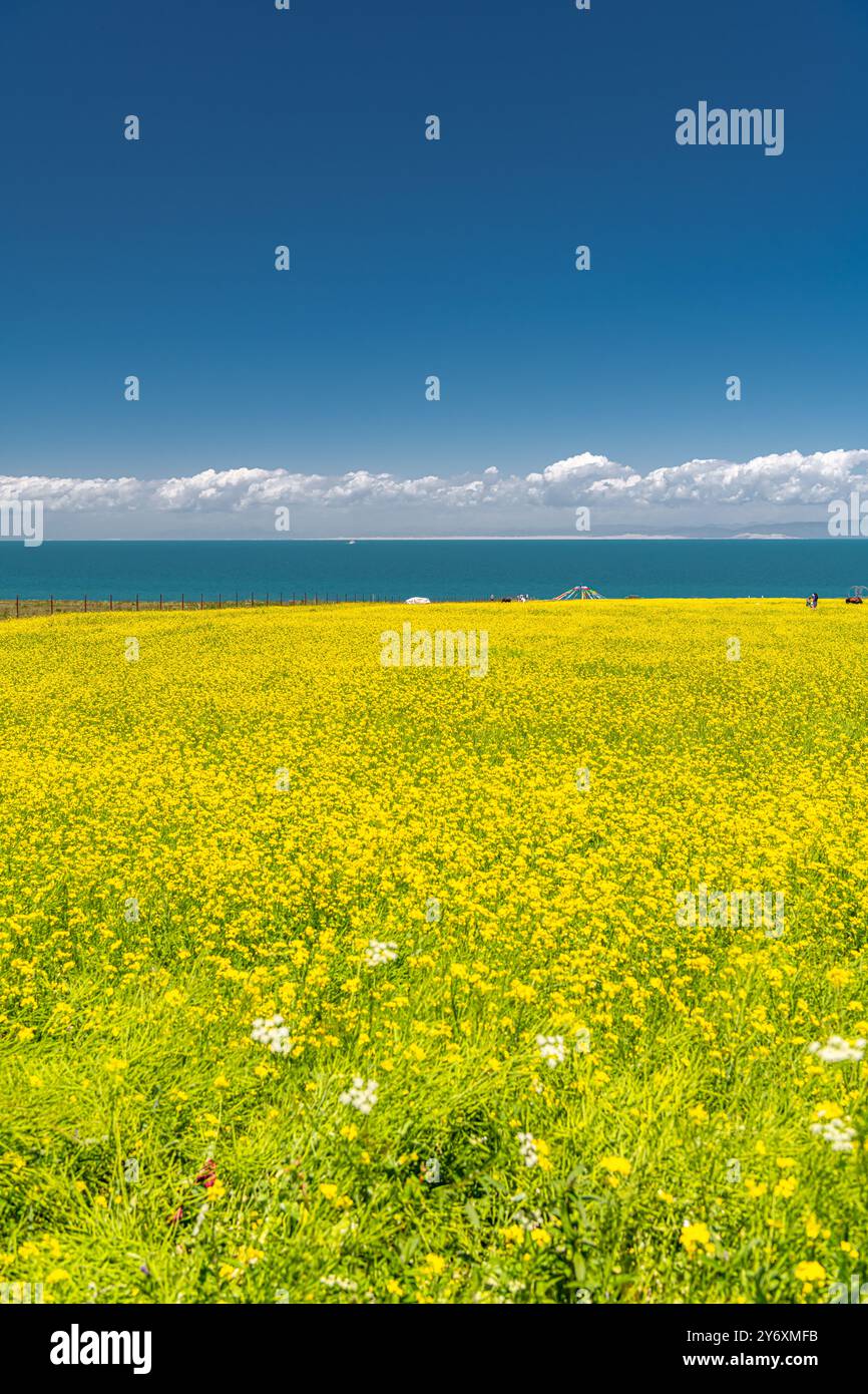 Qinghai Lake, Eastern Tibet, Qinghai province, China, blue sky, iconic ...