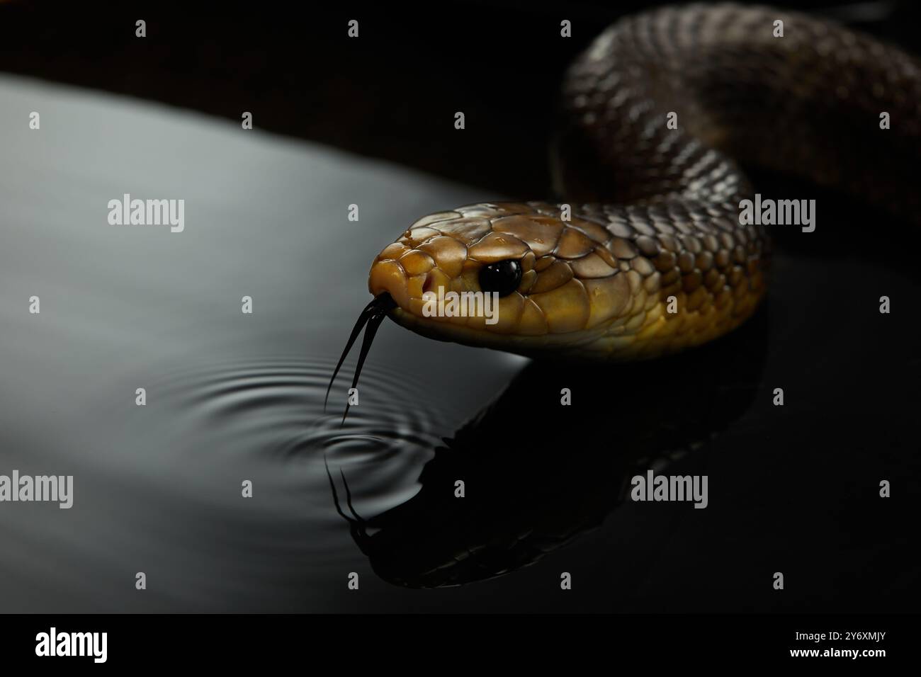 A snake swims in shallow water, its body partially submerged while its ...
