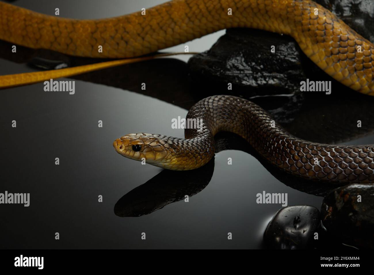 The dark background contrasts with the snake sleek body, highlighting ...