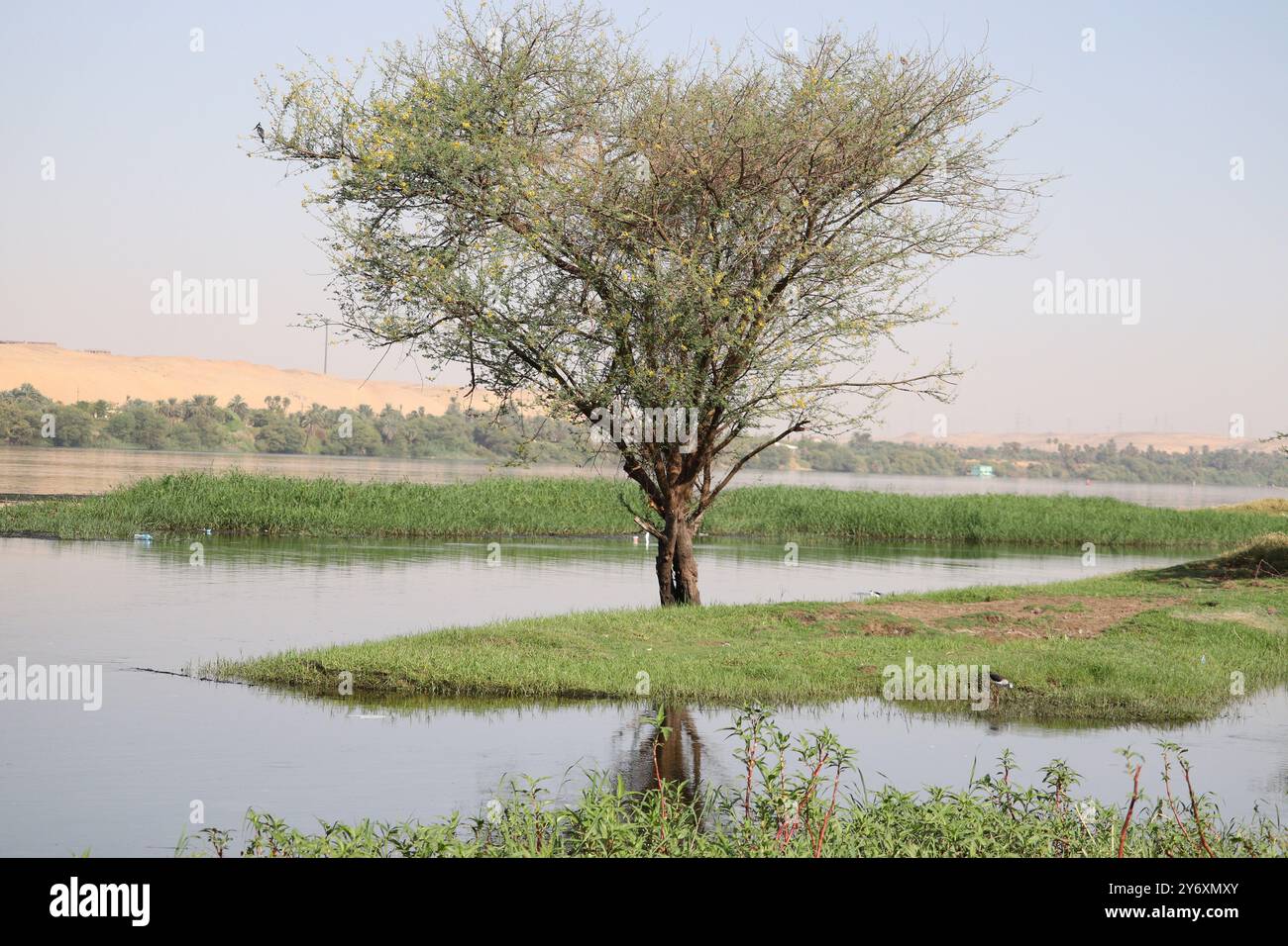 green landscape with tree on the river nile Stock Photo - Alamy