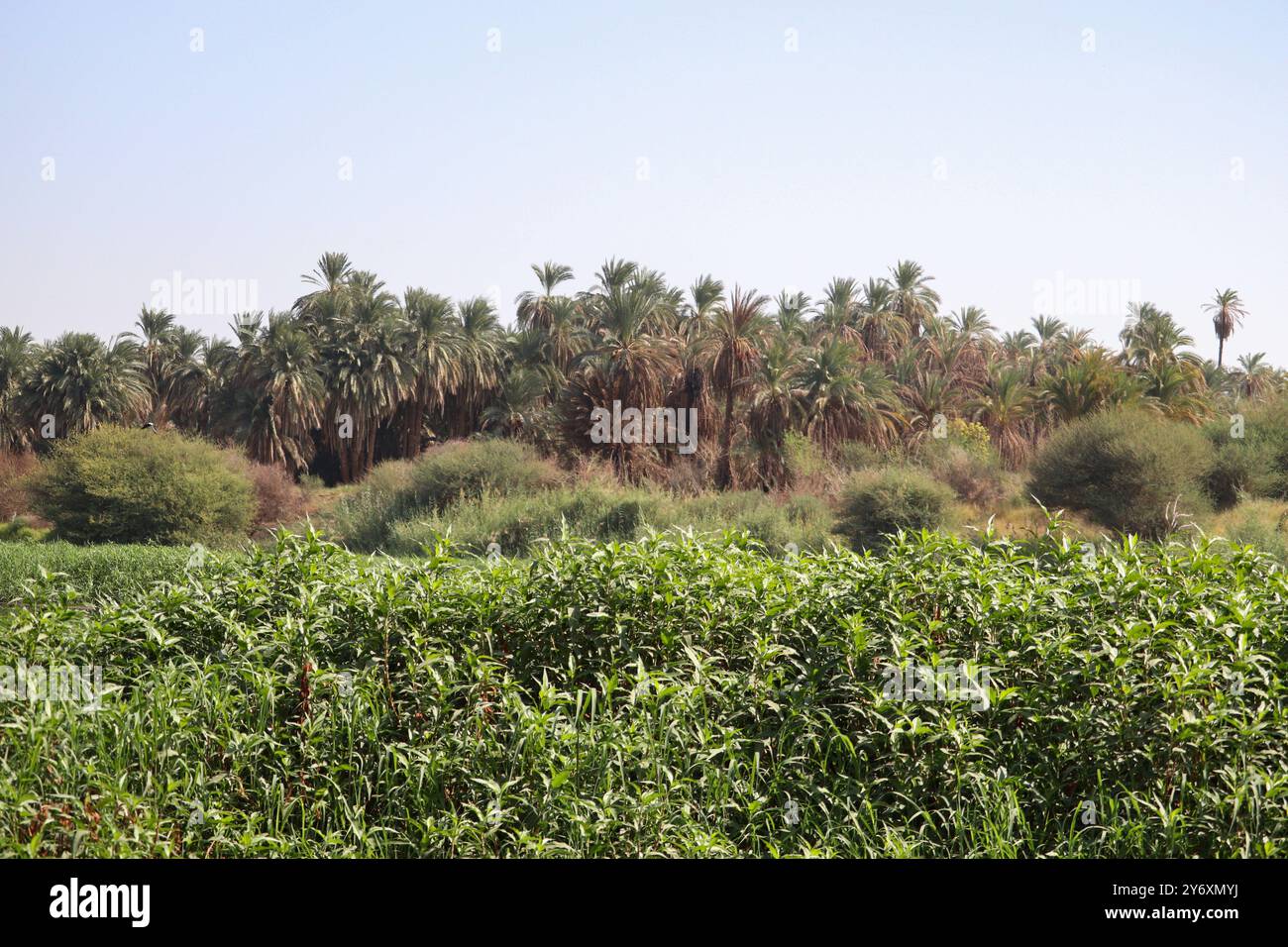 green landscape with tree on the river nile Stock Photo - Alamy