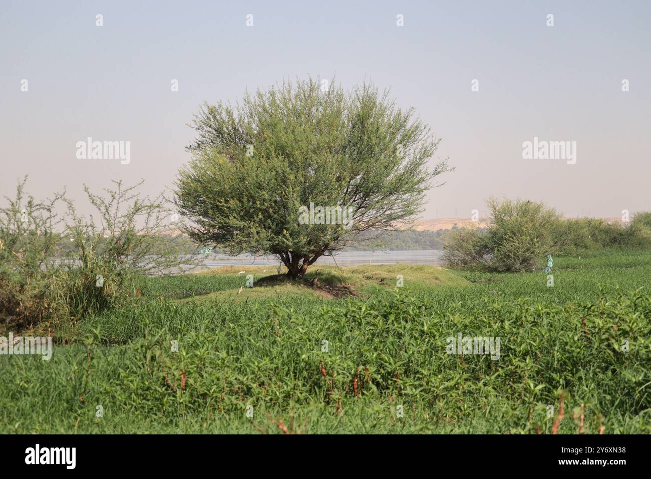 green landscape with tree on the river nile Stock Photo - Alamy