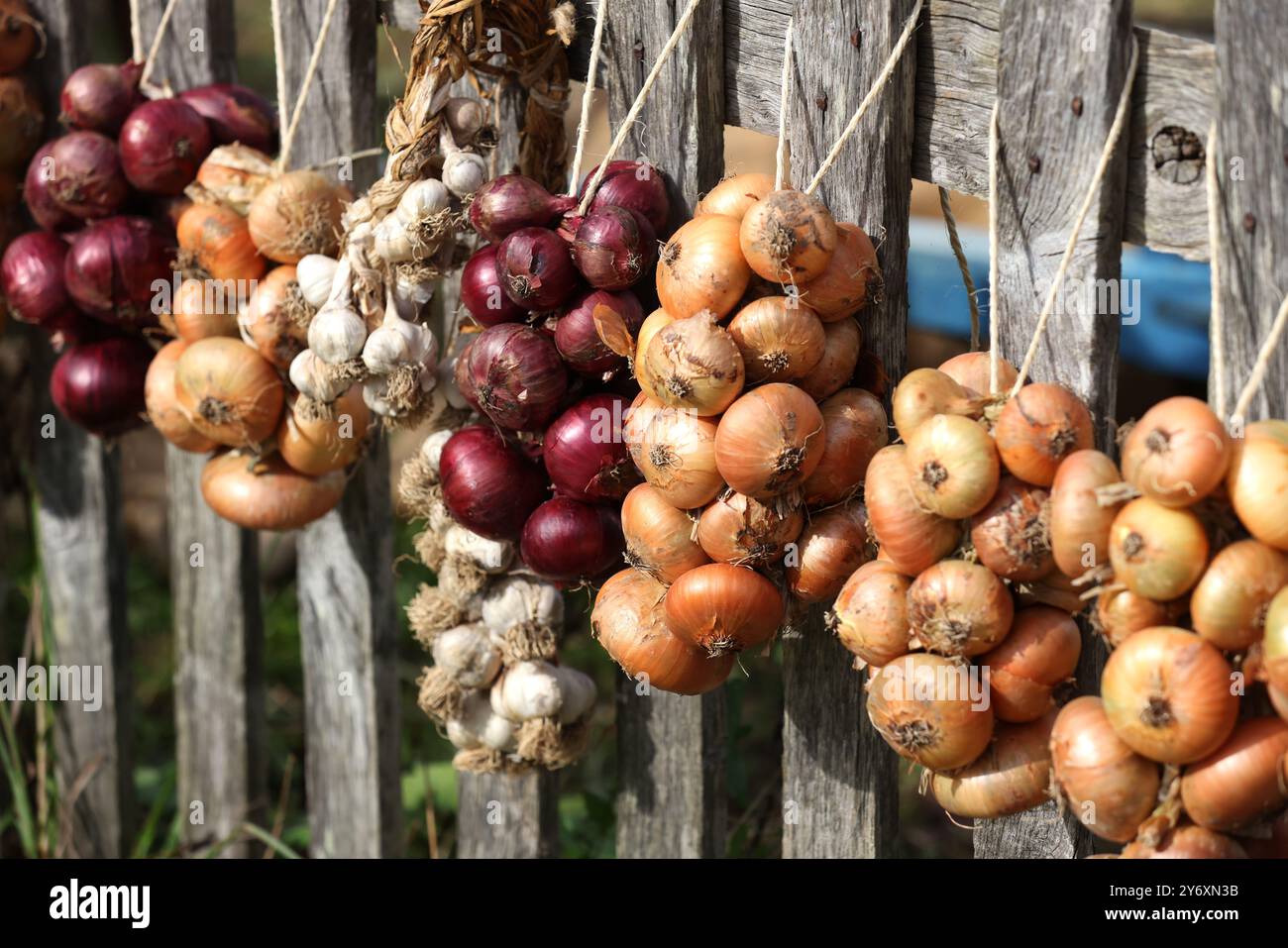 Onions pictured at the Weald & Downland Living Museum, Singleton ...