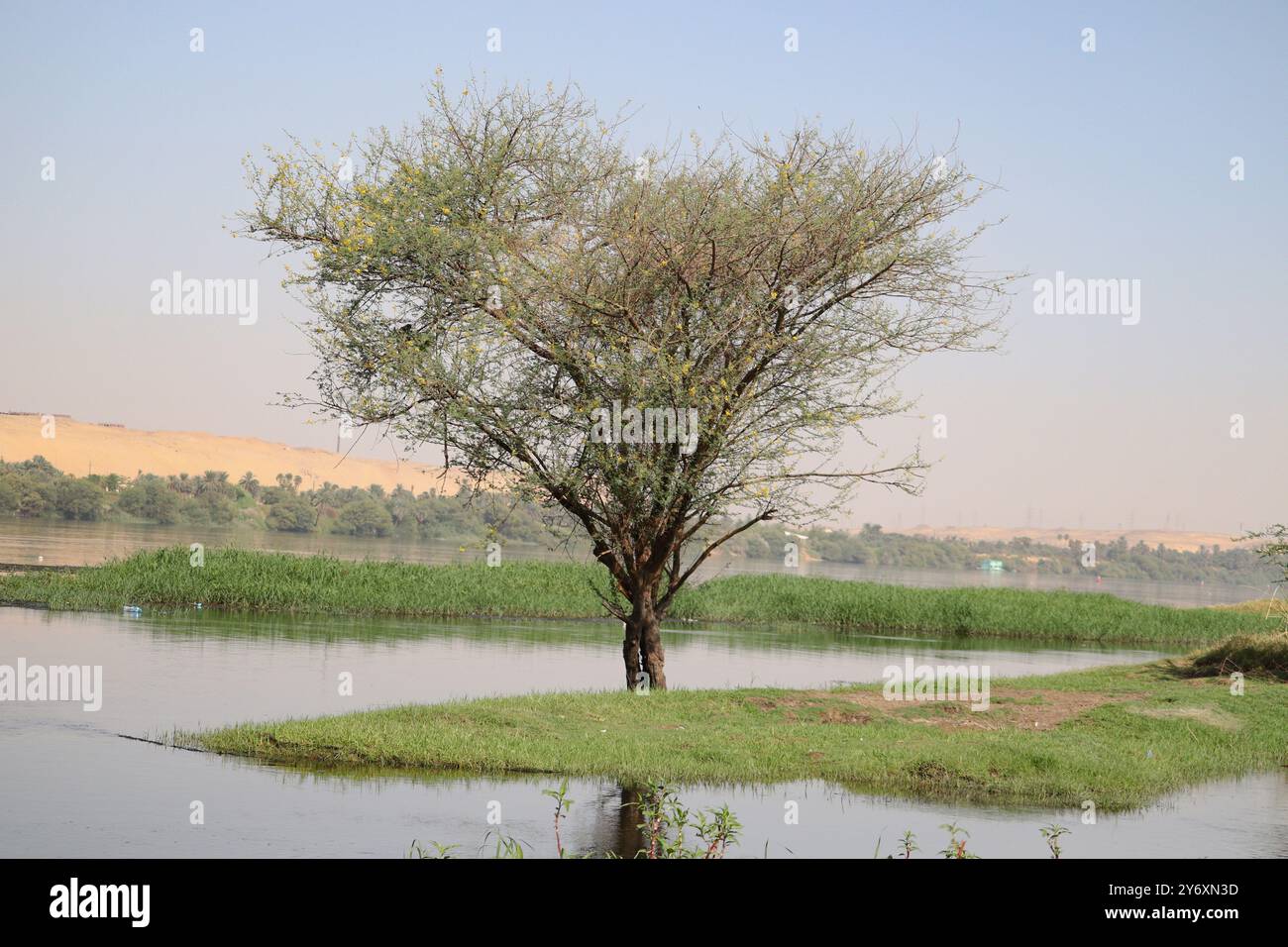 green landscape with tree on the river nile Stock Photo - Alamy