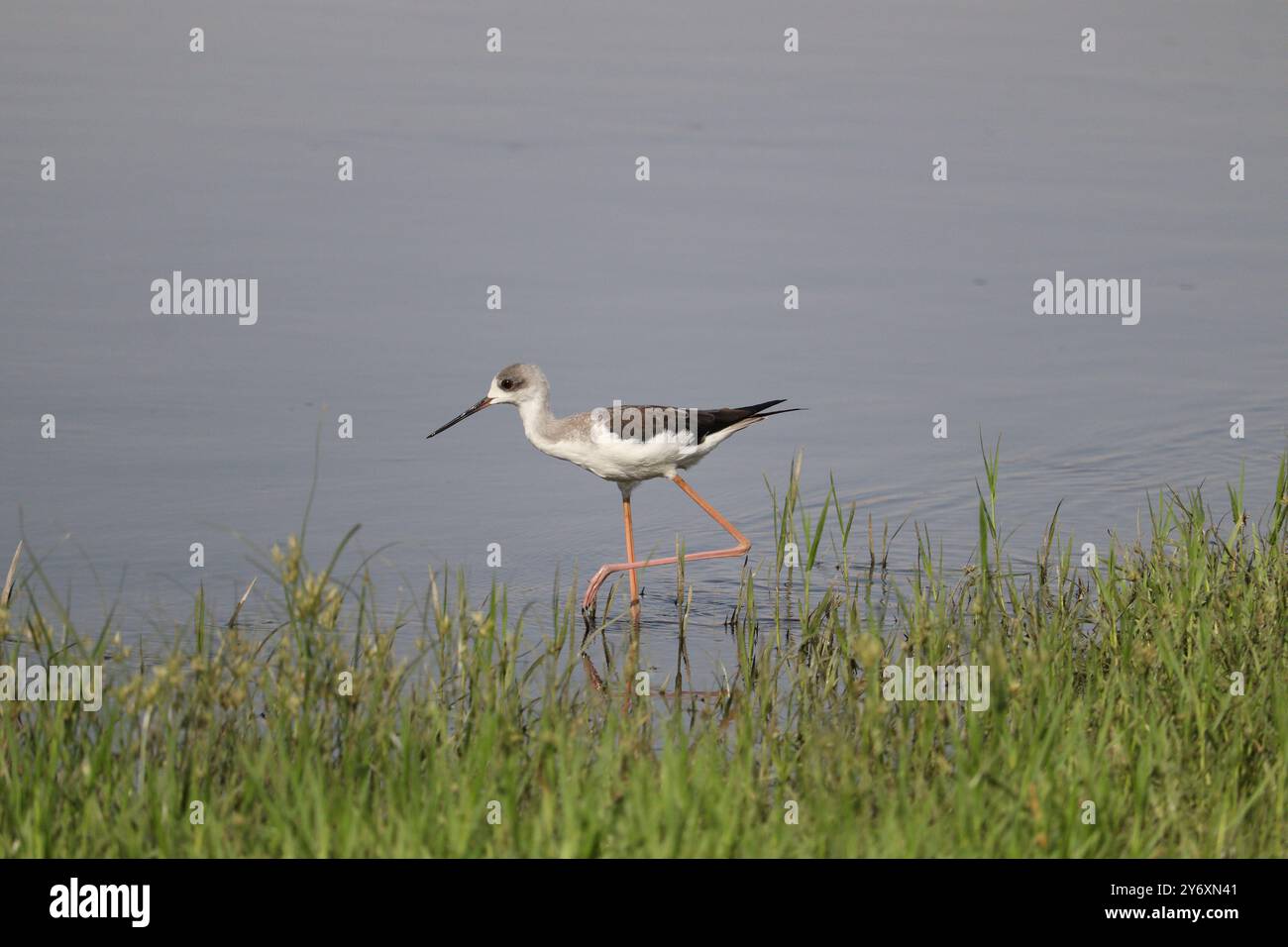 black-winged stilt bird on the river Nile Stock Photo - Alamy