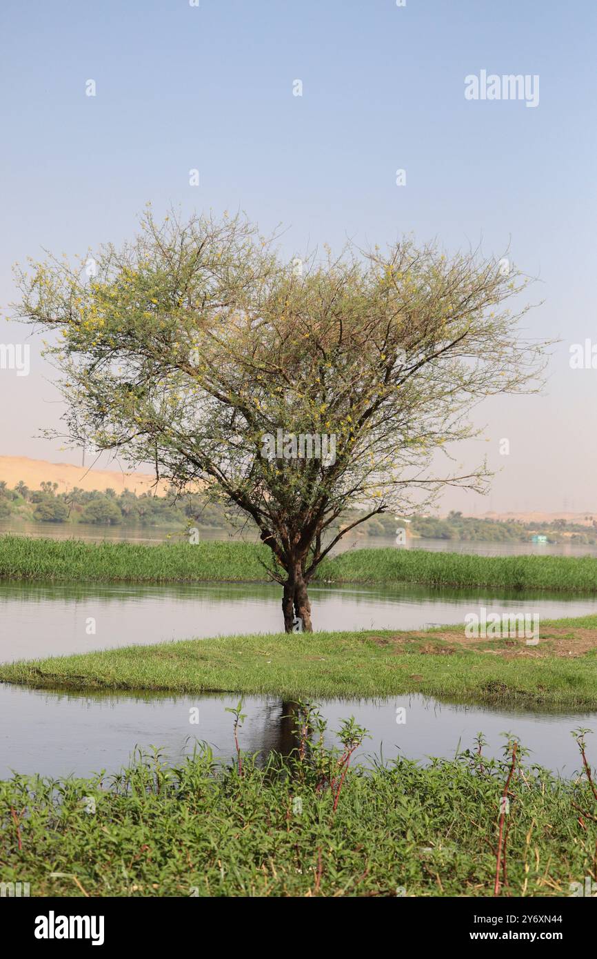 green landscape with tree on the river nile Stock Photo - Alamy
