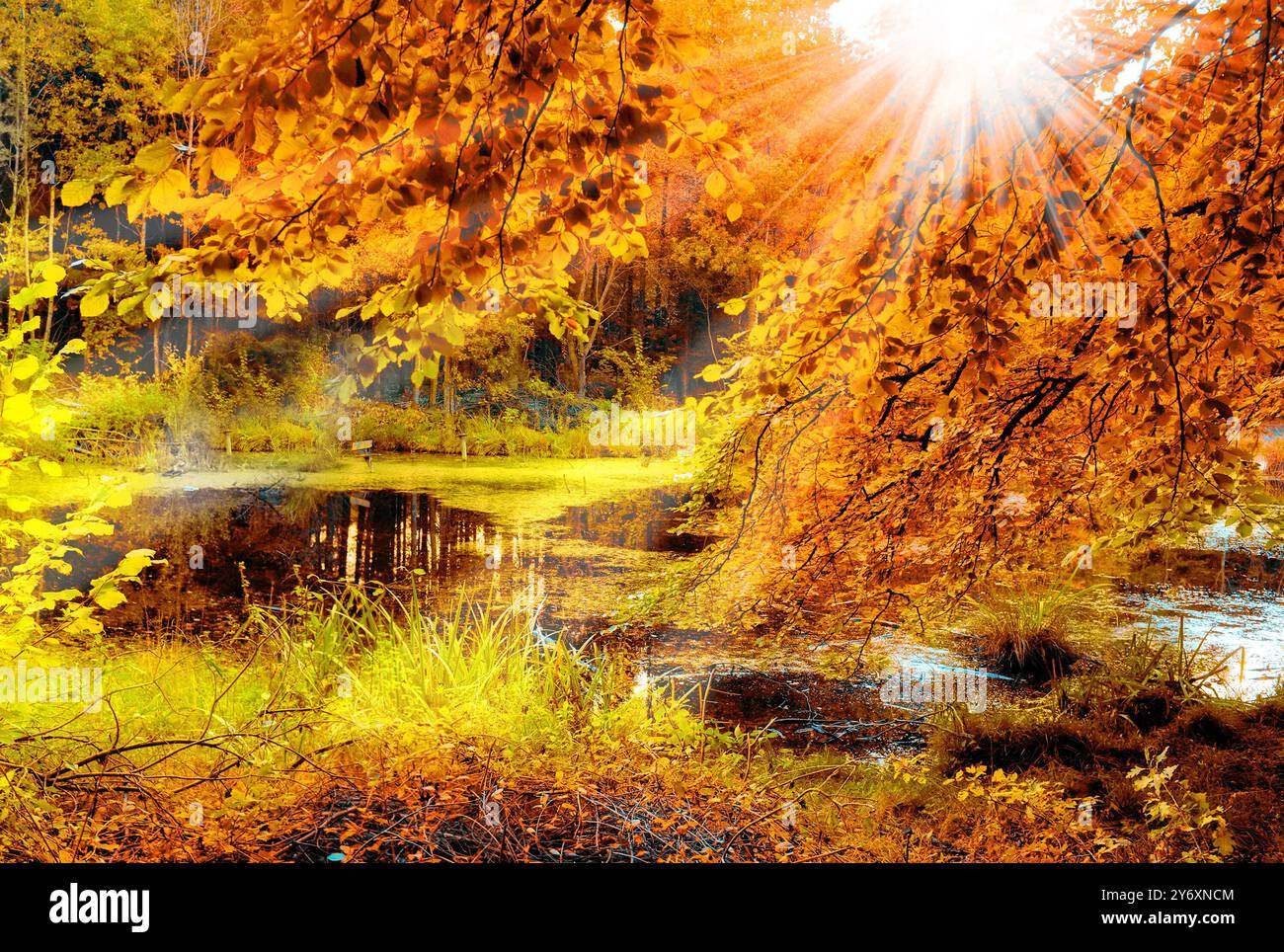 Autumn, sunshine and swamp in nature with trees, serenity and aesthetic ...
