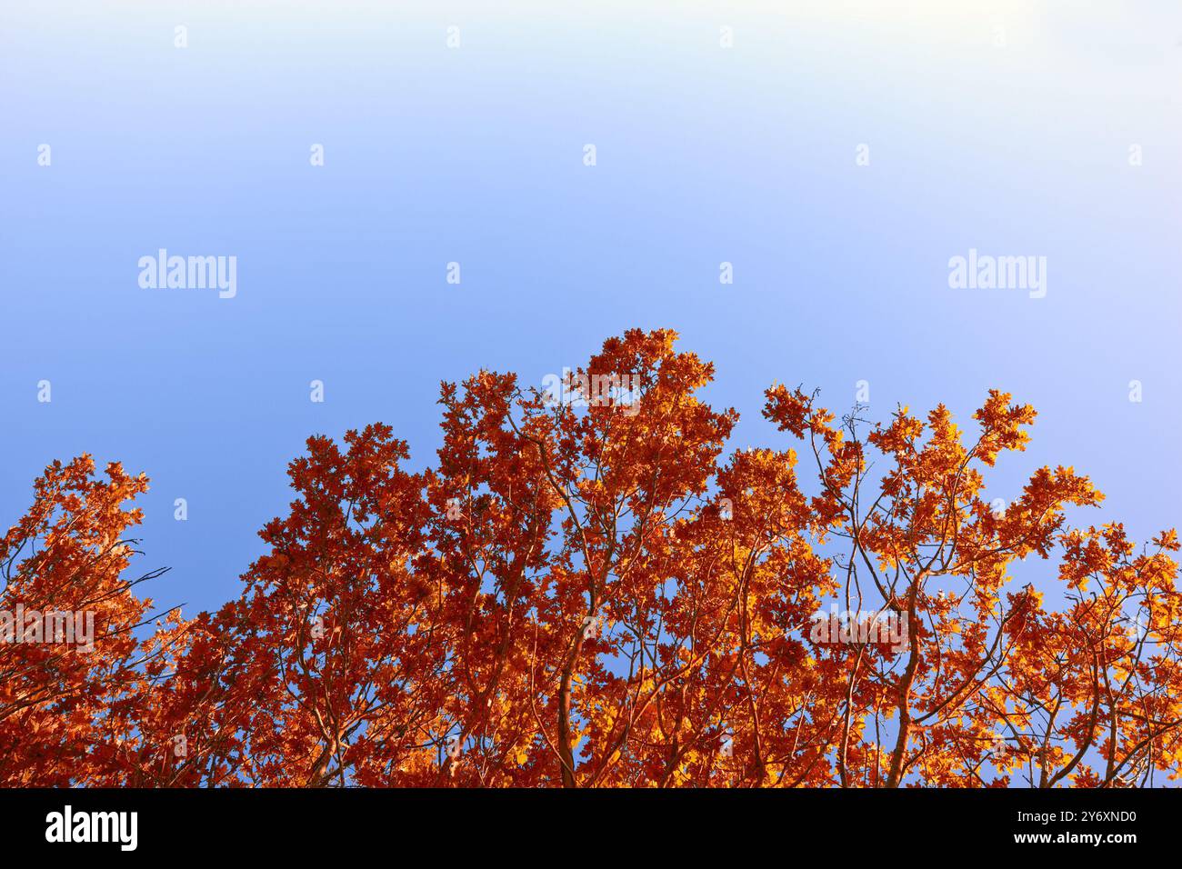 Autumn, sunshine and blue sky in nature with trees, serenity and ...