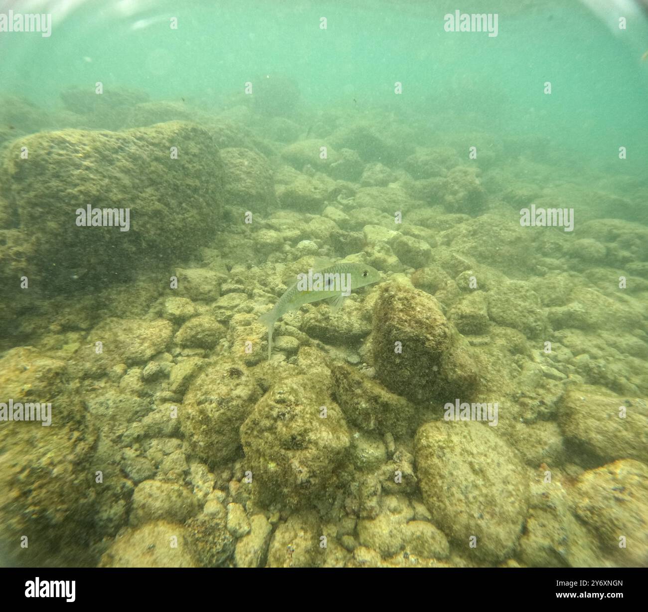 Under water at Poipu beach in Kauai, Hawaii, USA Stock Photo - Alamy