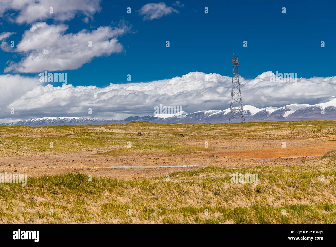 A group of wild Tibetan antelopes on the Qinghai-Tibet Plateau with the ...