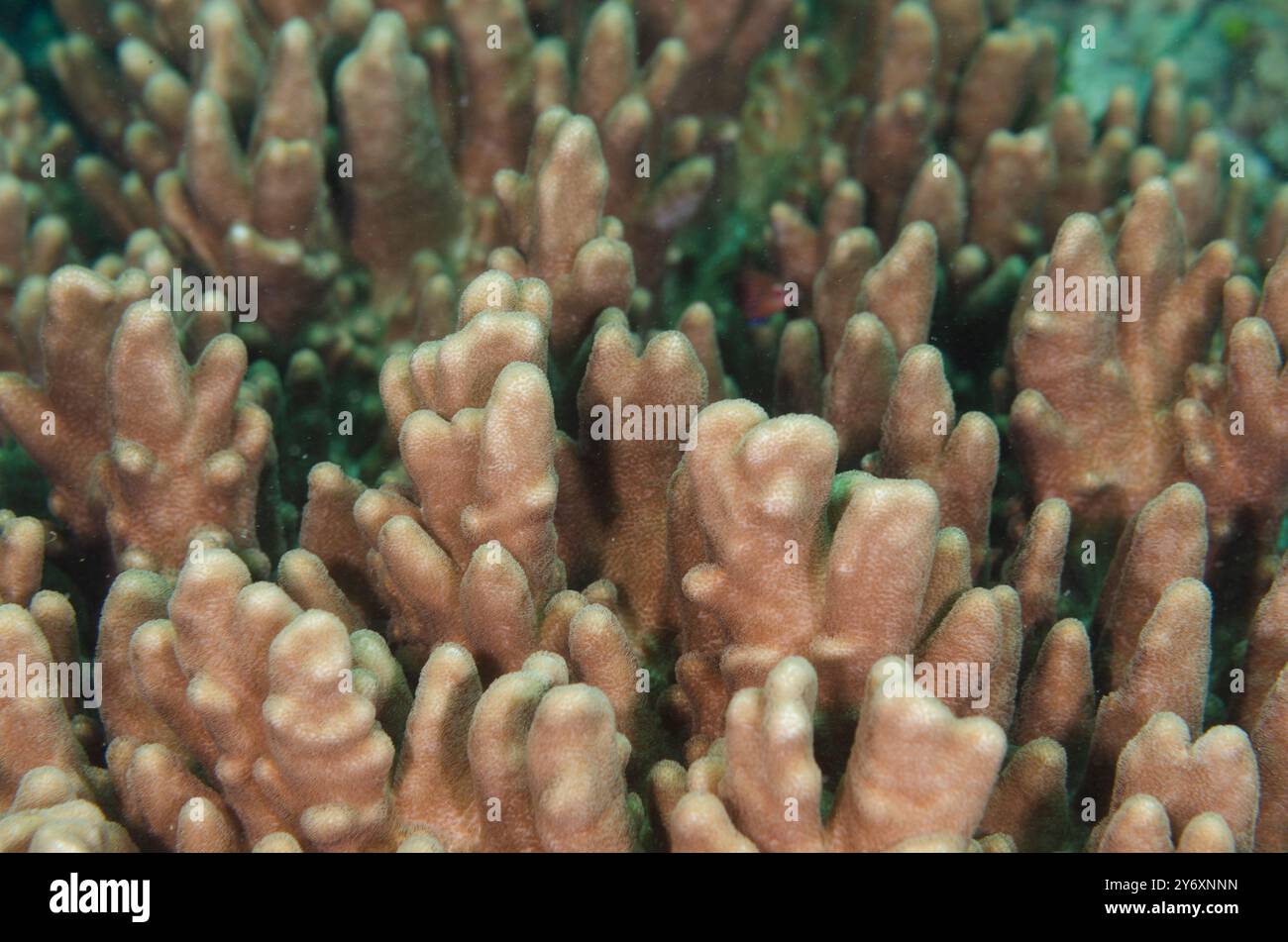 Devil's hand corals or devil's hand leather, Lobophyton sp ...