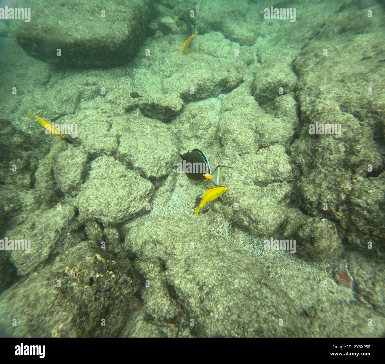 Shallow sea, big stones with fish. Wildlife in the sea and sun ...