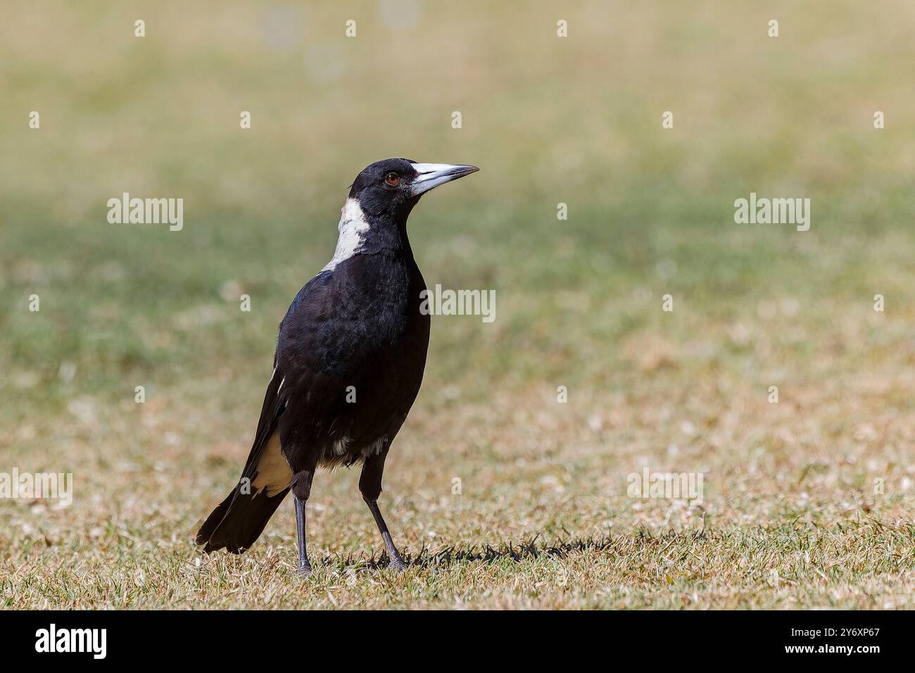 A male (as noted by the white back) Australian Magpie struts along the ...