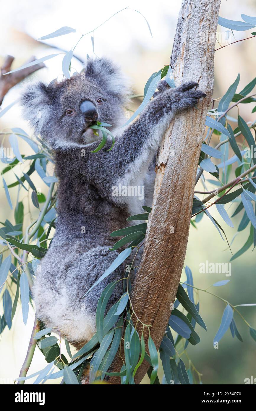 Koala eating eucalyptus leaves hi-res stock photography and images - Alamy