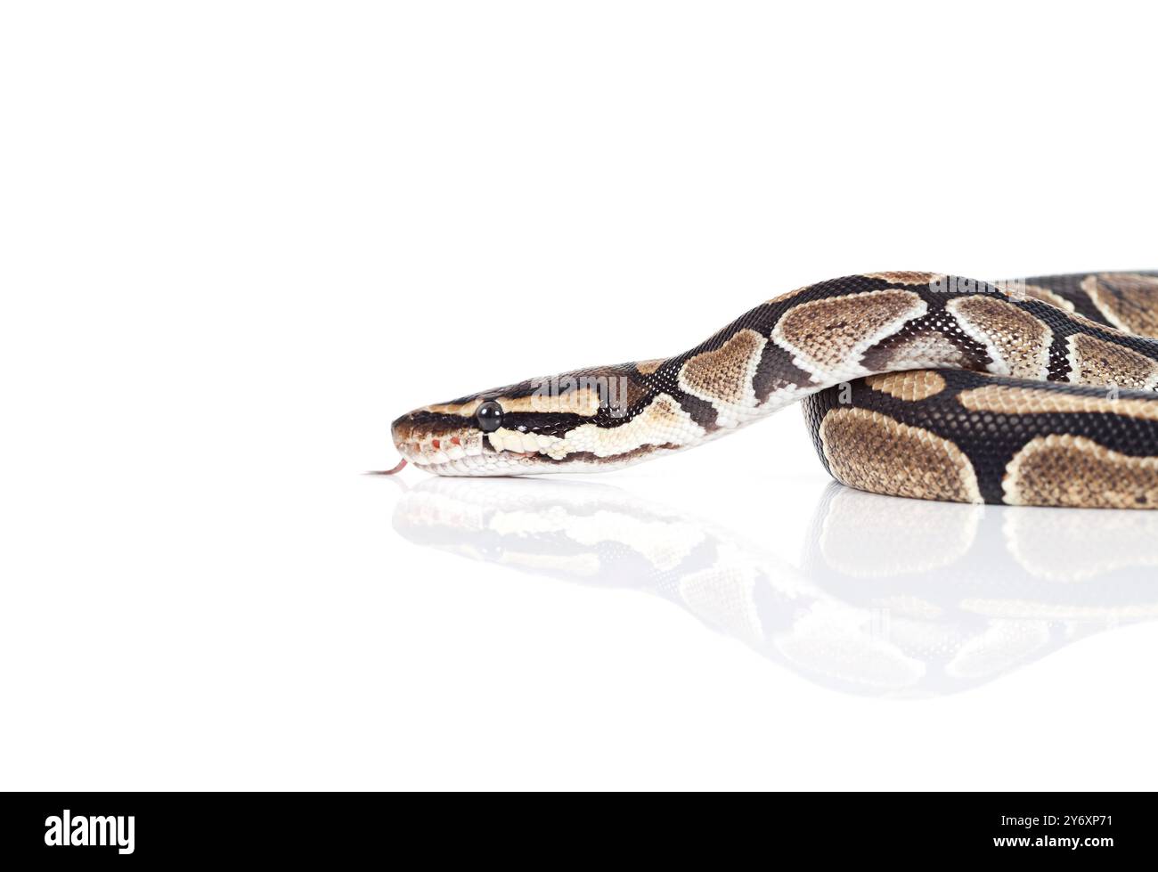 Royal Python snake in studio against white background Stock Photo - Alamy