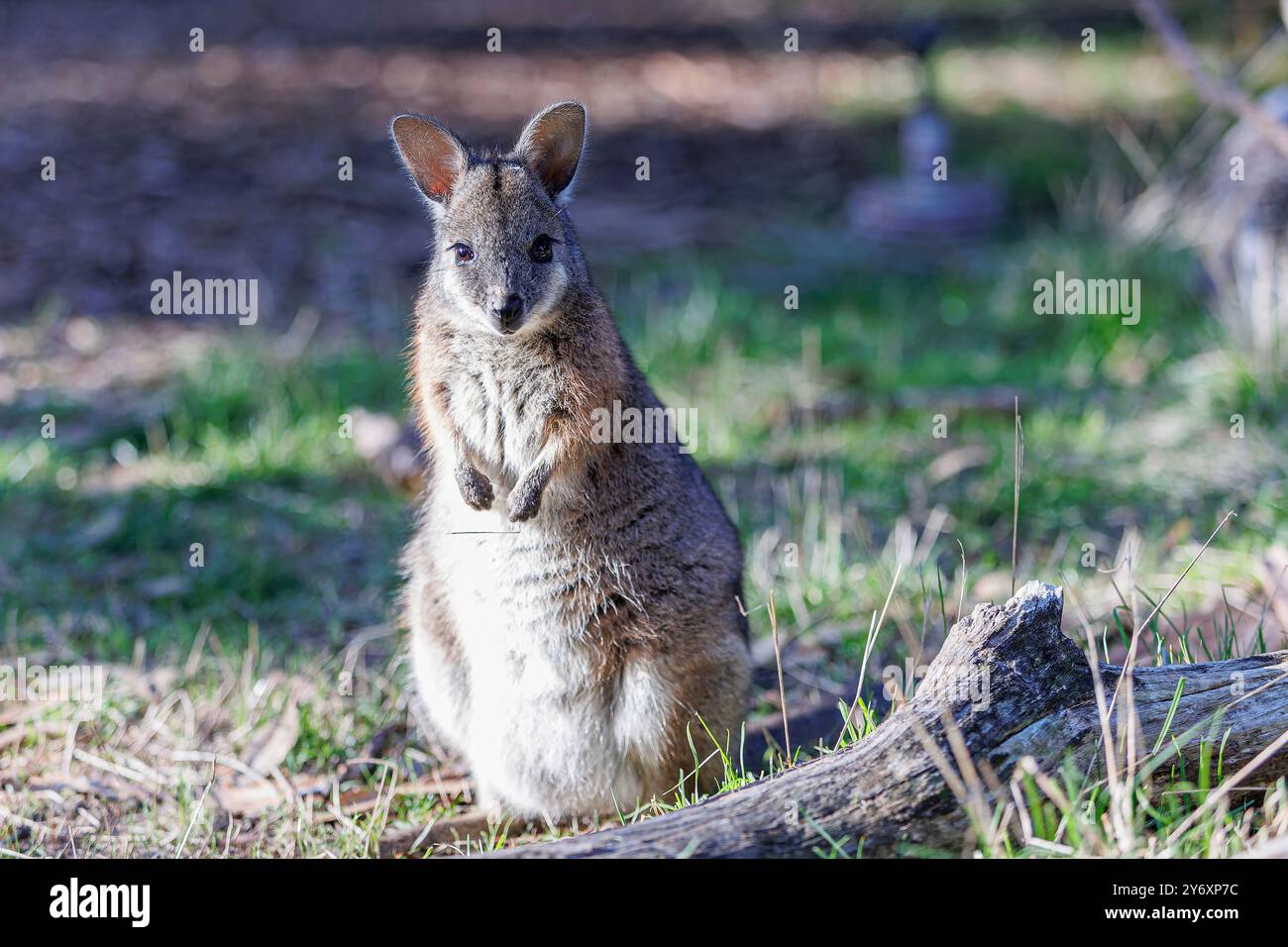 One of the smallest of the Australian wallaby species, a young Mainland ...