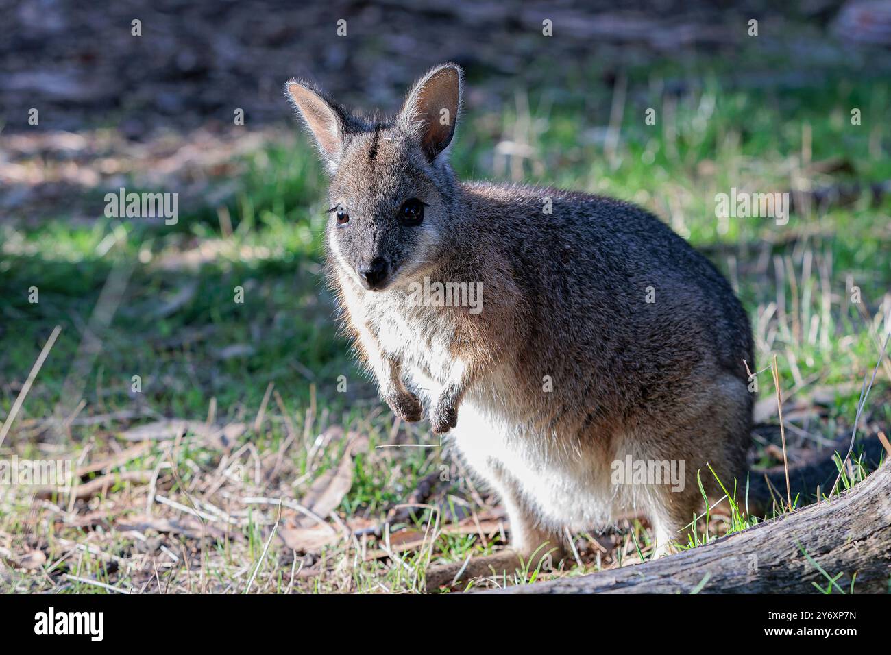 Mainland Tammar Wallaby Stock Photo - Alamy