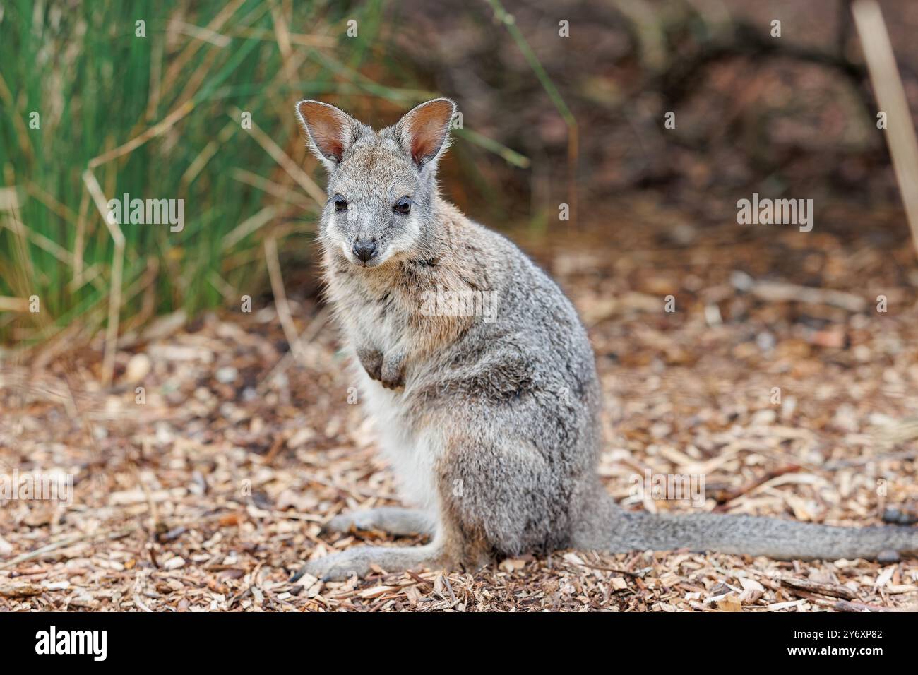 One of the smallest of the Australian wallaby species, a young Mainland ...