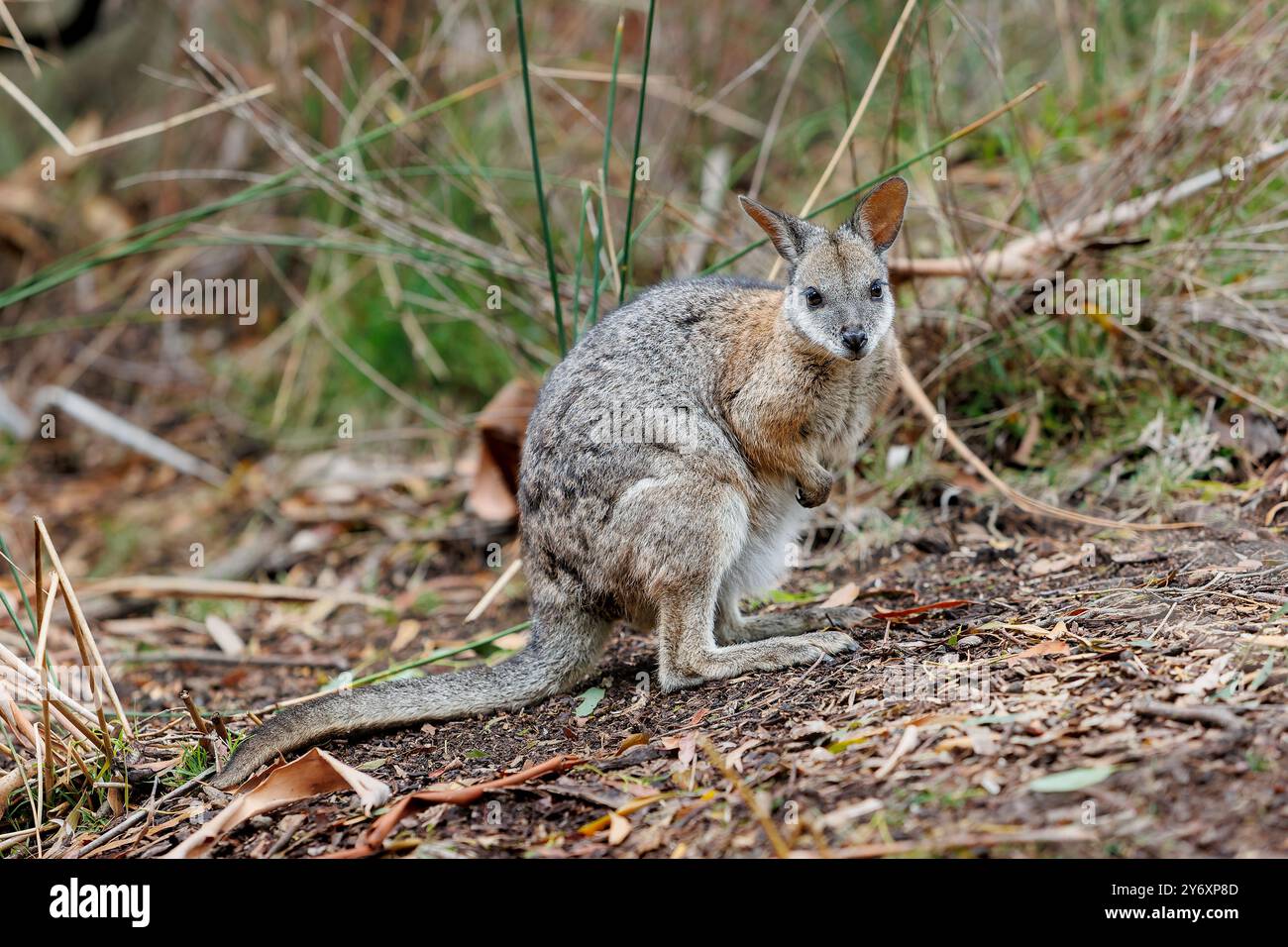 A female Mainland Tammar Wallaby, one of the smallest of the Australian ...