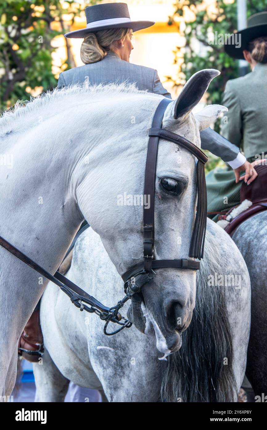 Cowboy saddle on a pure Spanish thoroughbred horse Stock Photo - Alamy