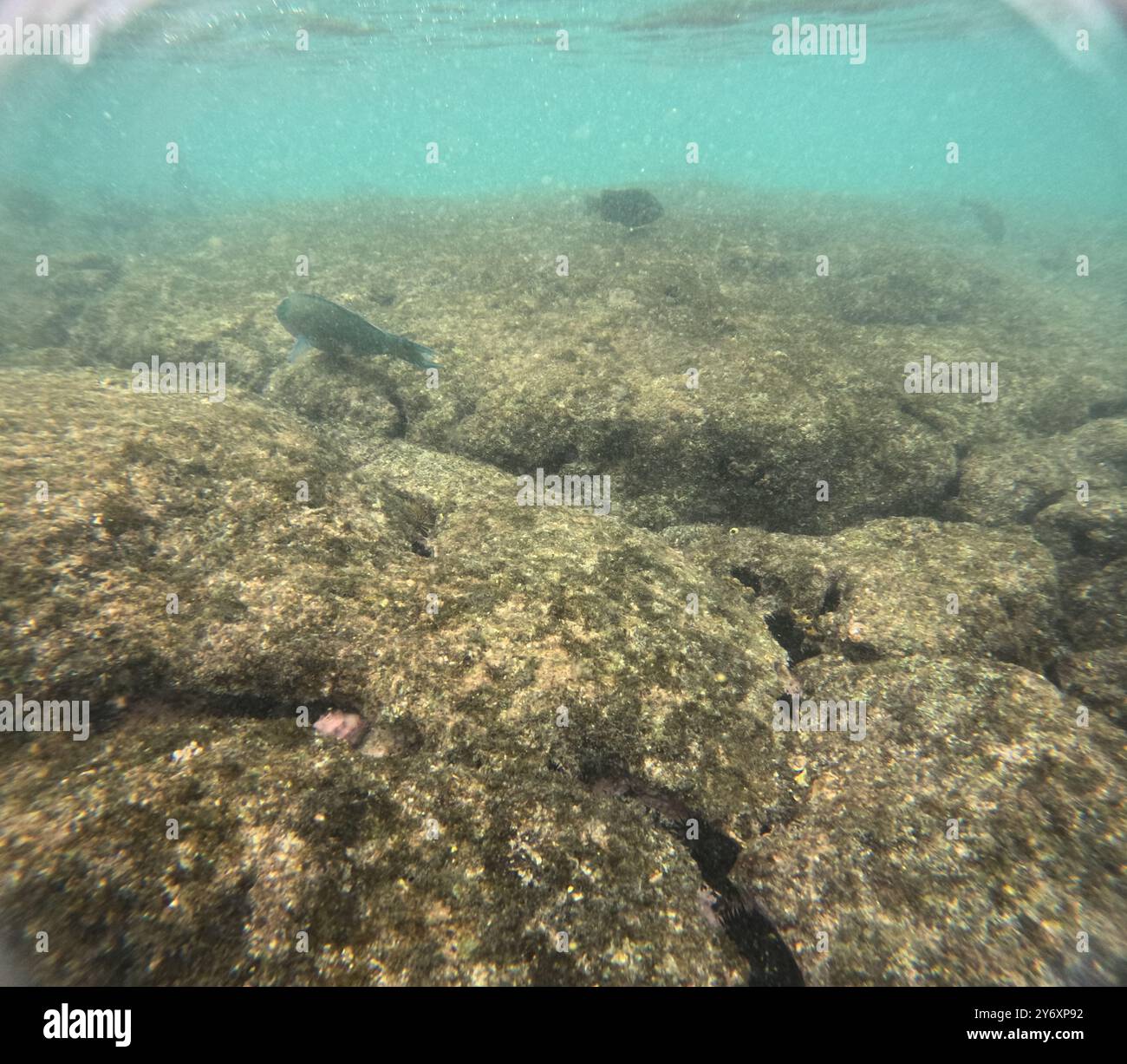 Shallow sea, big stones with fish. Wildlife in the sea and sun ...