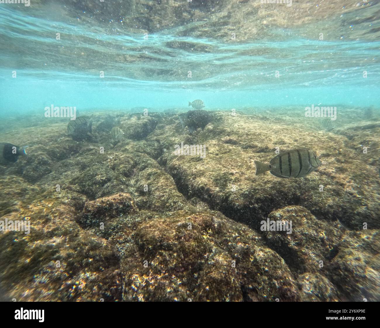Shallow sea, big stones with fish. Wildlife in the sea and sun ...