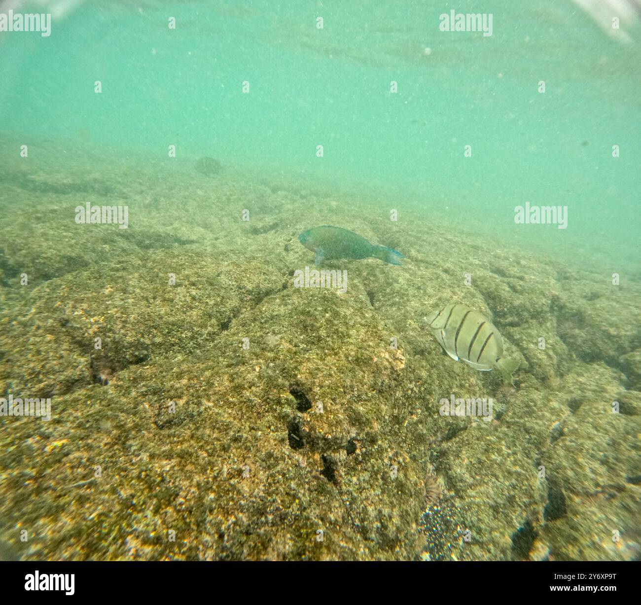 Shallow sea, big stones with fish. Wildlife in the sea and sun ...