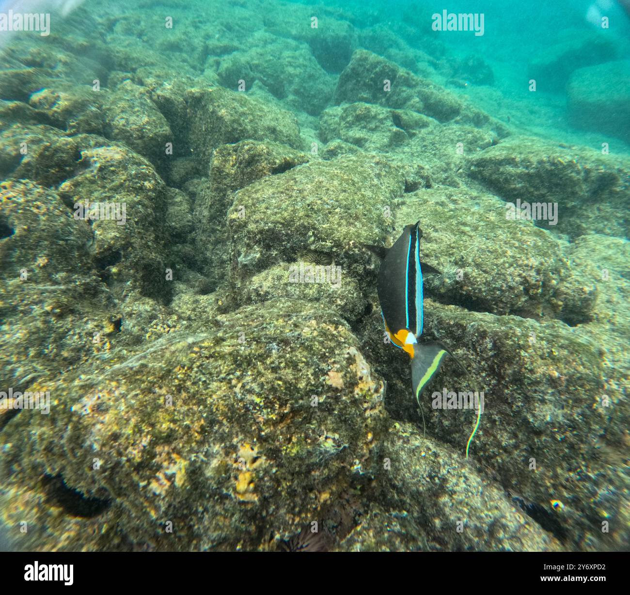 Shallow sea, big stones with fish. Wildlife in the sea and sun ...