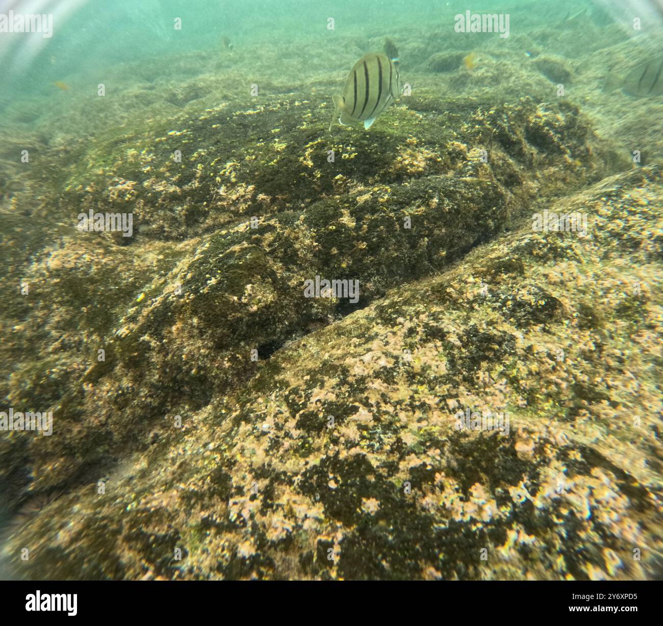 Shallow sea, big stones with fish. Wildlife in the sea and sun ...