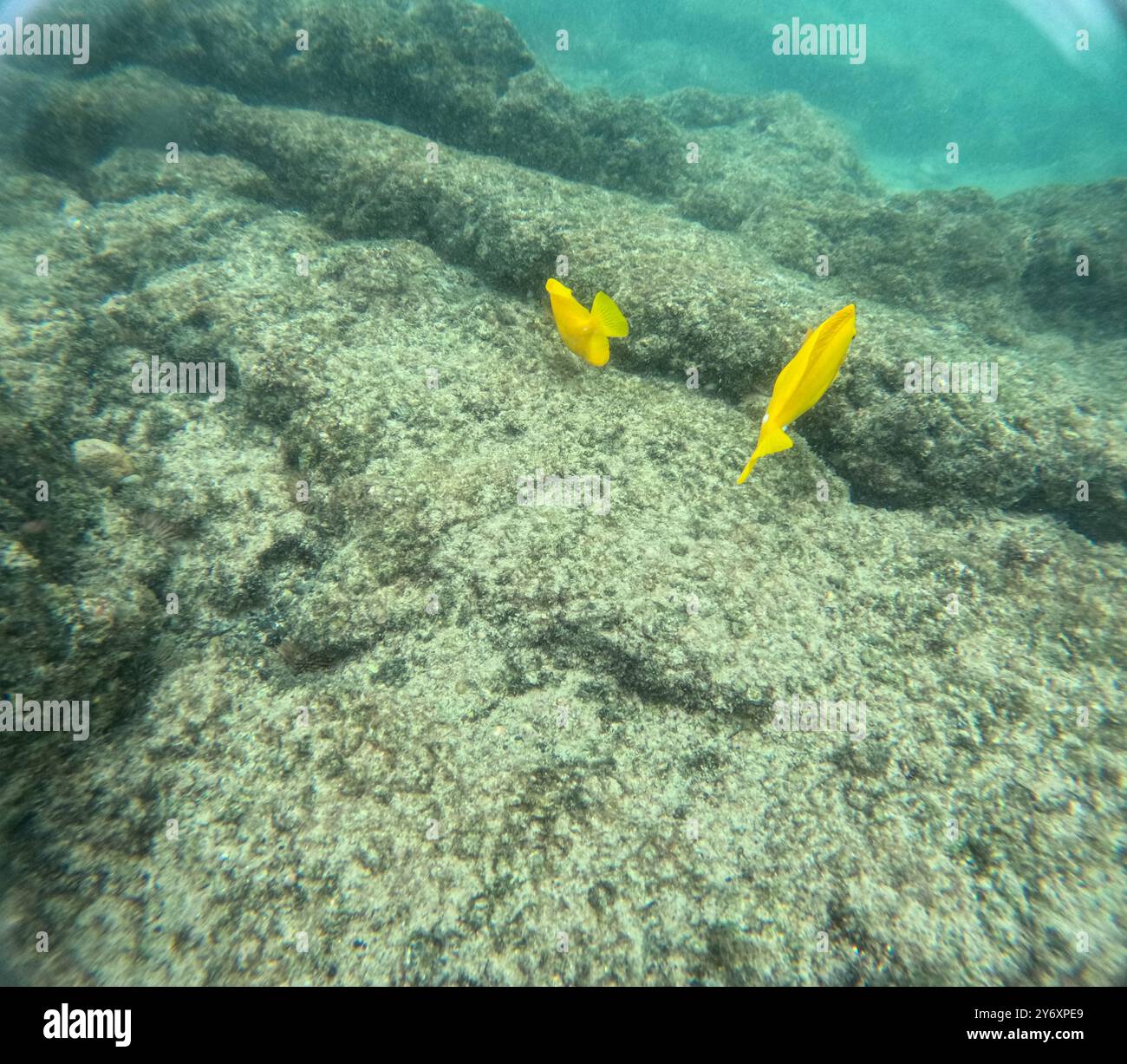 Shallow sea, big stones with fish. Wildlife in the sea and sun ...