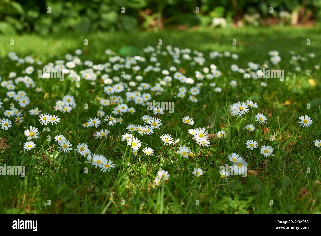 Grass, flowers and environment with daisy in forest for sustainability ...