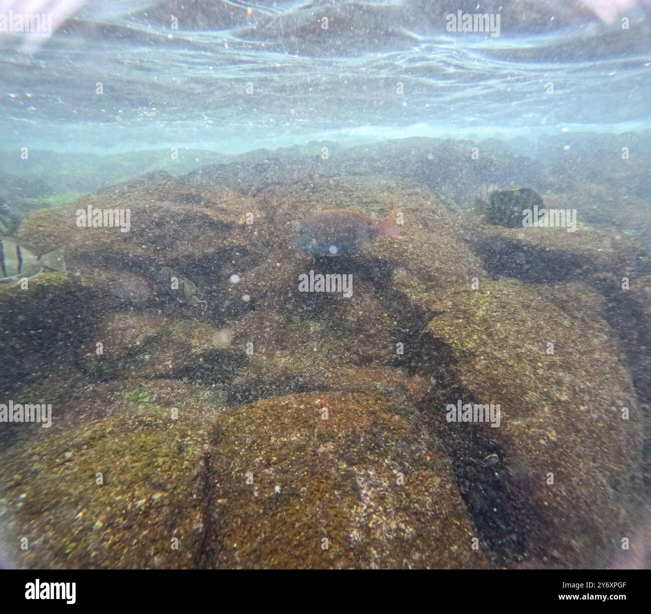 Shallow sea, big stones with fish. Wildlife in the sea and sun ...