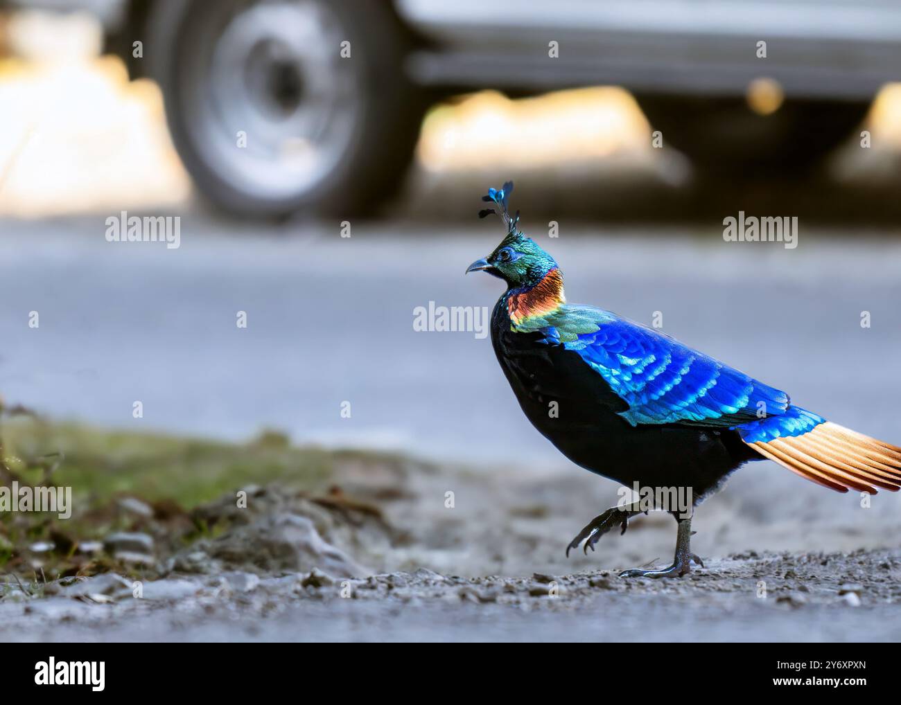 Male himalayan monal pheasant hi-res stock photography and images - Alamy