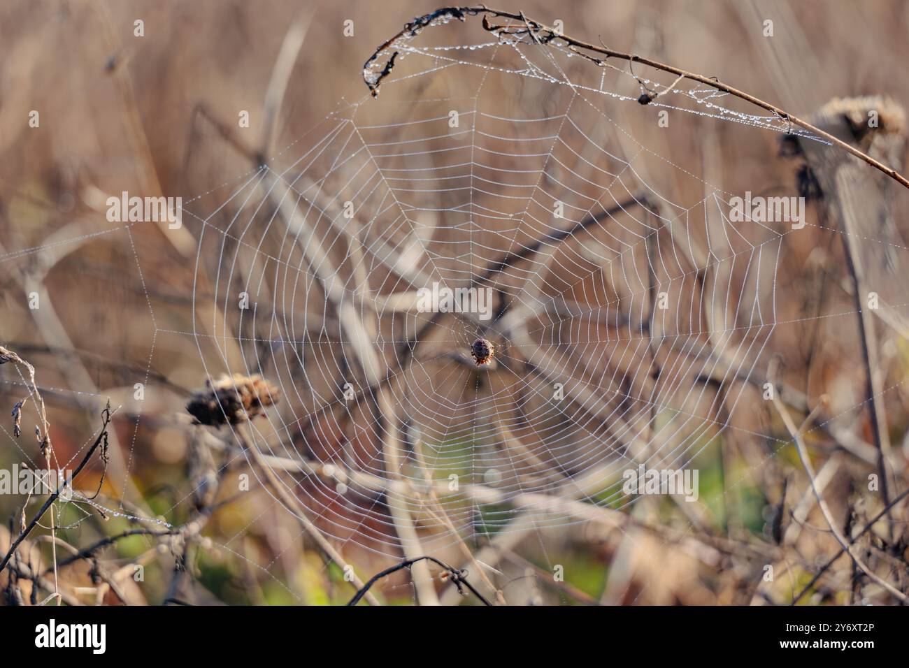 A close-up of a spider web with a spider in the center, set against a ...