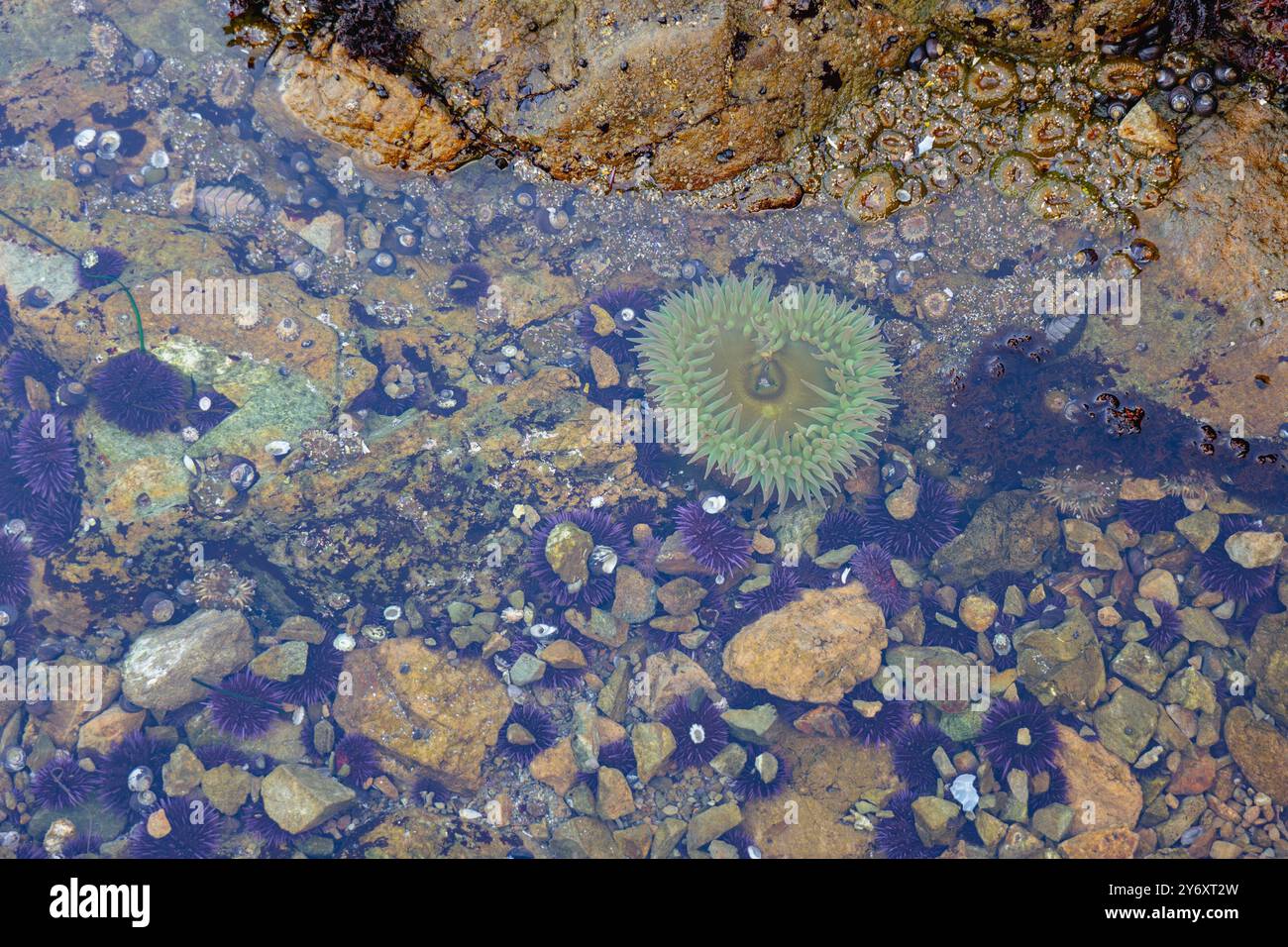 A vibrant tide pool with sea anemones, sea urchins, and various marine ...