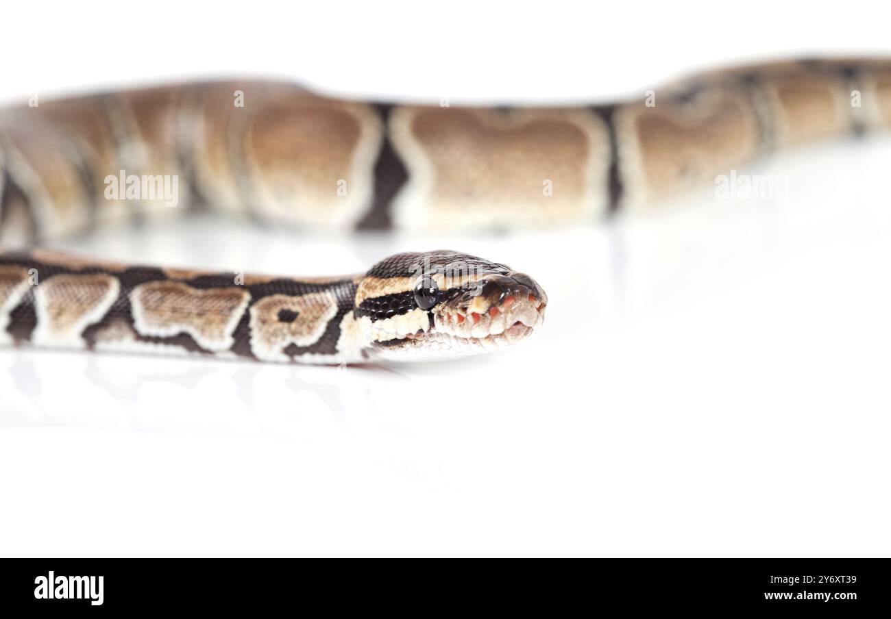 Royal Python snake in studio over white background Stock Photo - Alamy